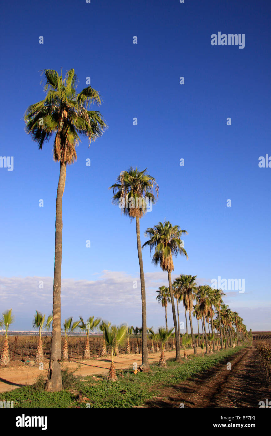 Israel, Shephelah, Washington Palms (Washingtonia robusta) near Hulda ...