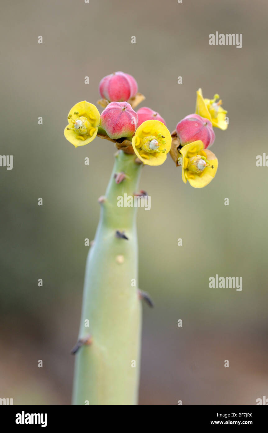Fructification of Euphorbia dregeana, Dikboudmelkbos, Richtersveld ...