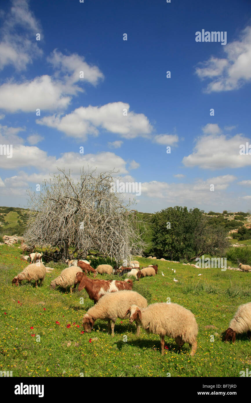 Israel sheep hi-res stock photography and images - Alamy