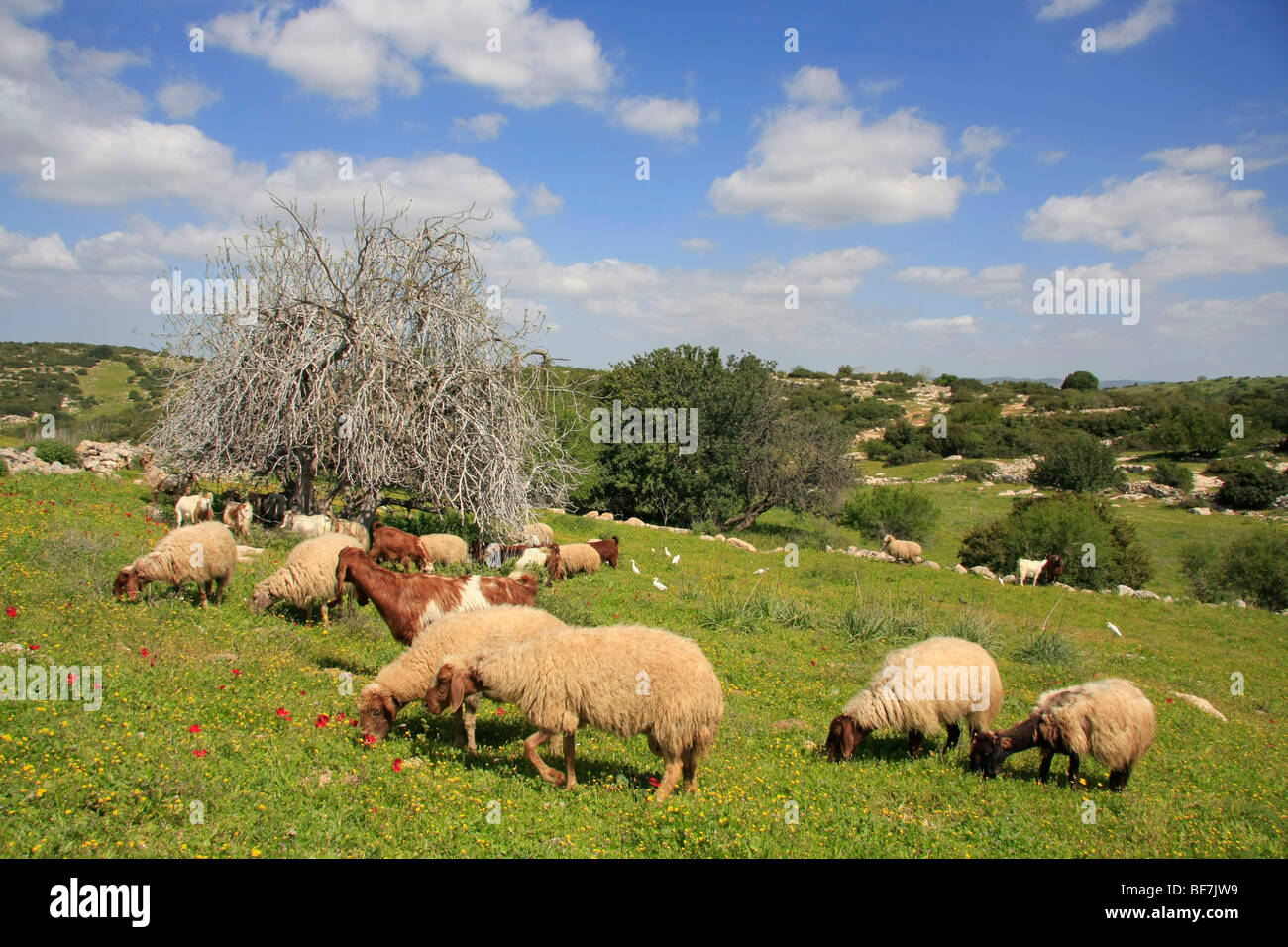 Israel, Shephelah, a flock of sheep in Park Adulam Stock Photo - Alamy
