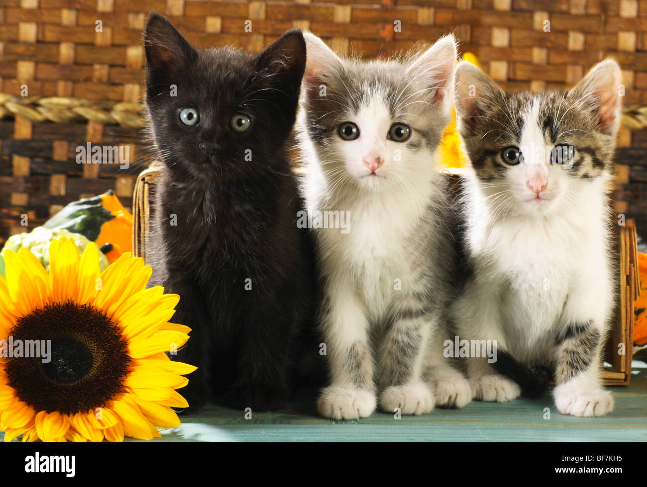 domestic cat - three kittens sitting Stock Photo - Alamy