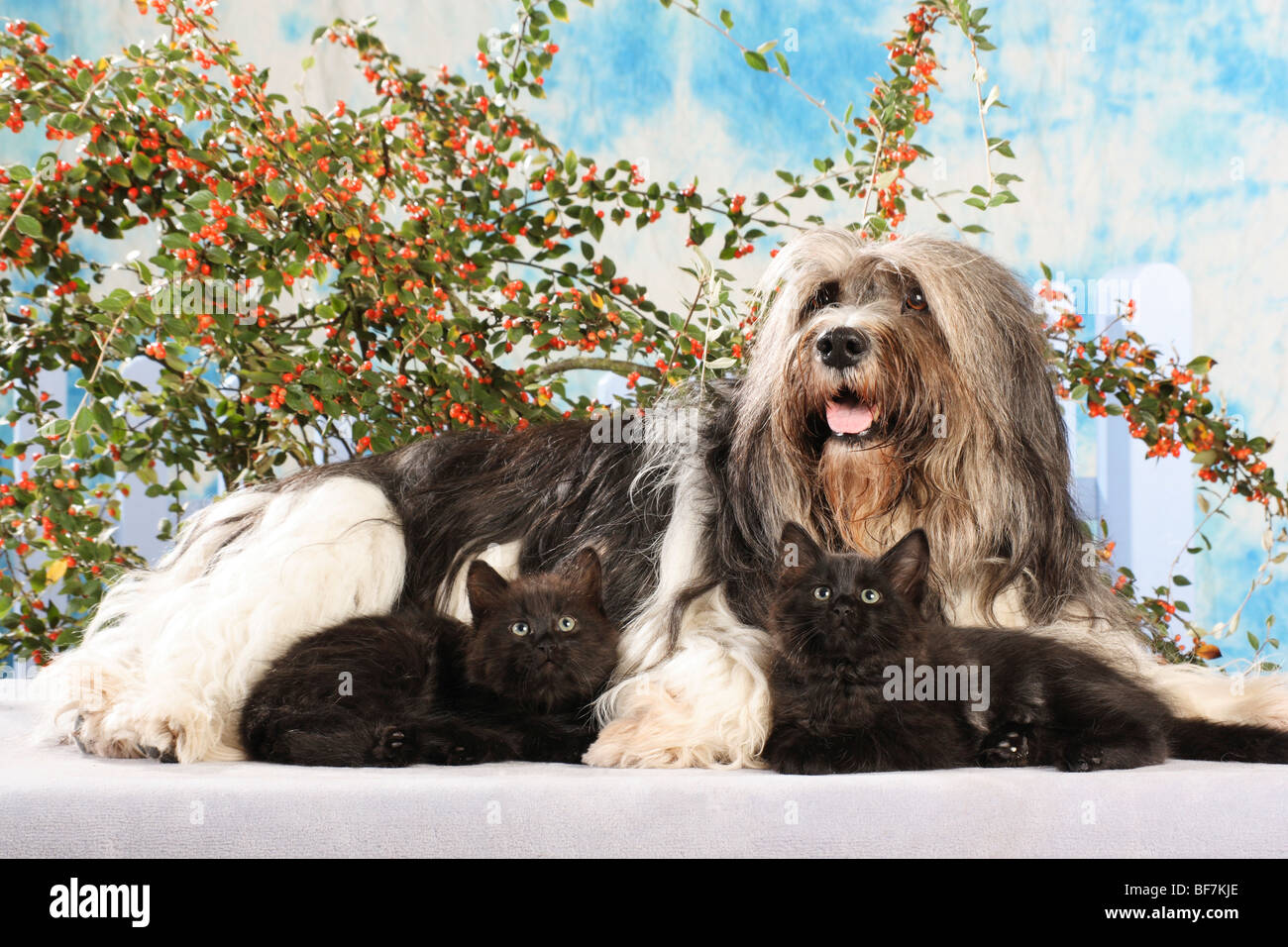 Animal friendship between Polish Lowland Sheepdog and Siberian cat. Two ...