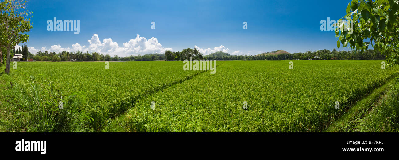 Panorama of a large rice field. Iloilo Philippines Stock Photo - Alamy