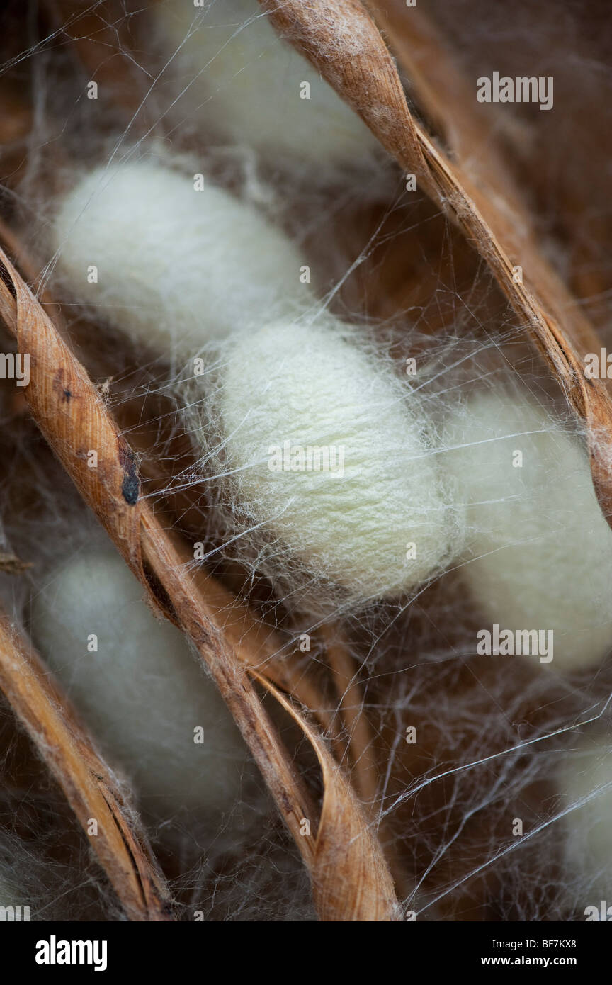Silkworm cocoons in a traditional circular bamboo frame in the ...