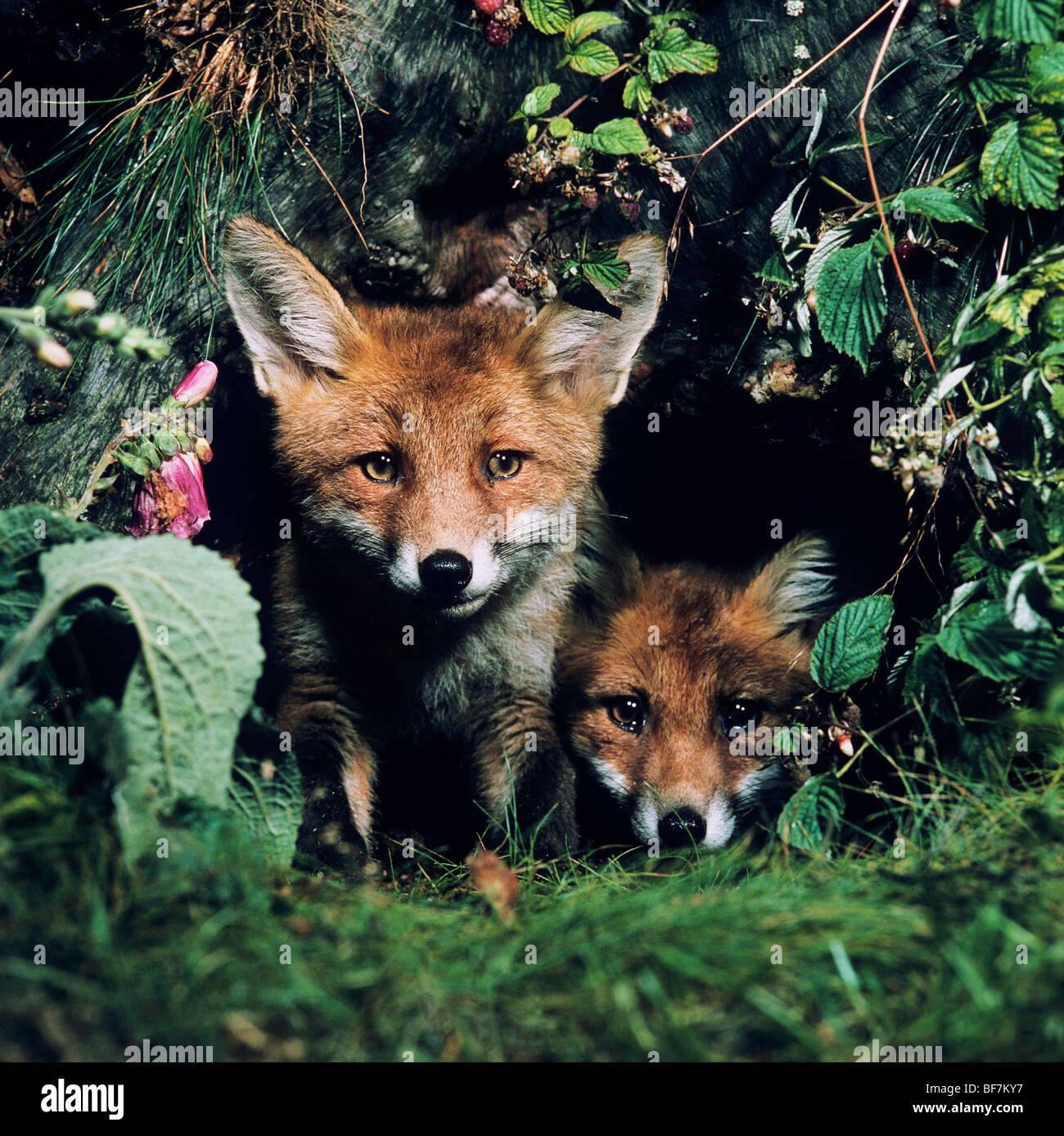 two red foxes in den / Vulpes vulpes Stock Photo - Alamy