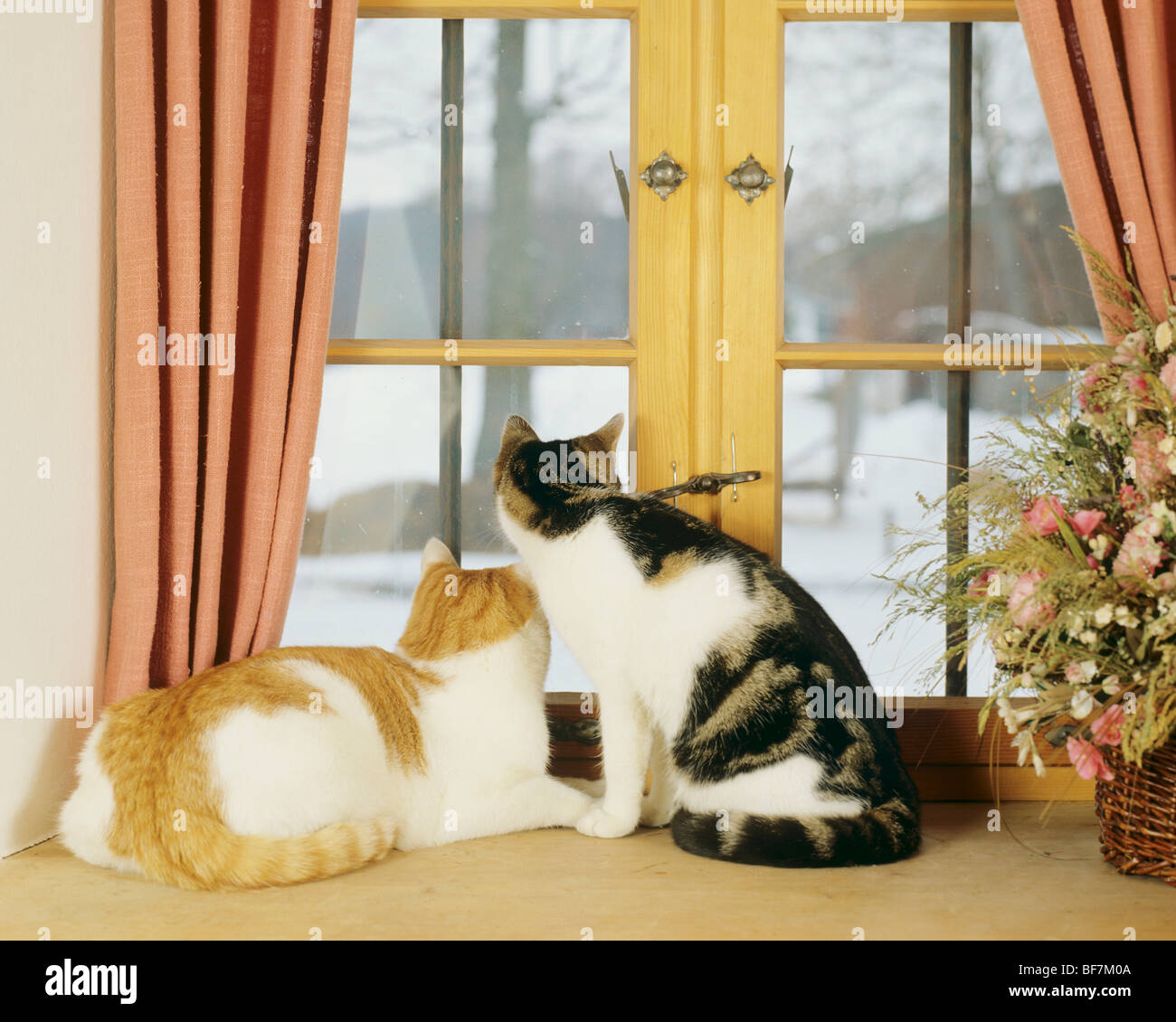 Domestic cat. Two adults looking out of a window Stock Photo - Alamy