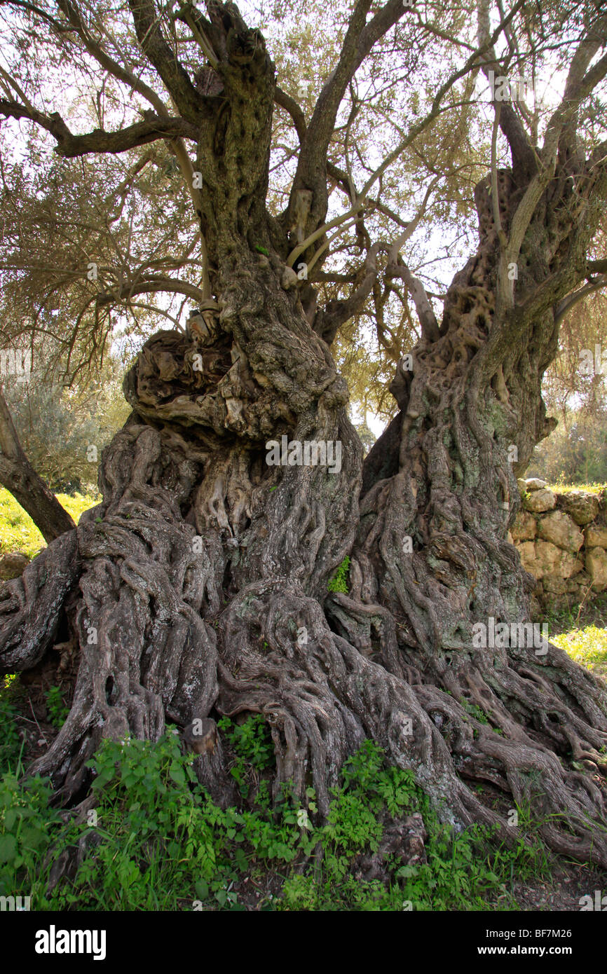 Israel, Shephelah, the ancient Olive tree in Beth Gemel Stock Photo - Alamy