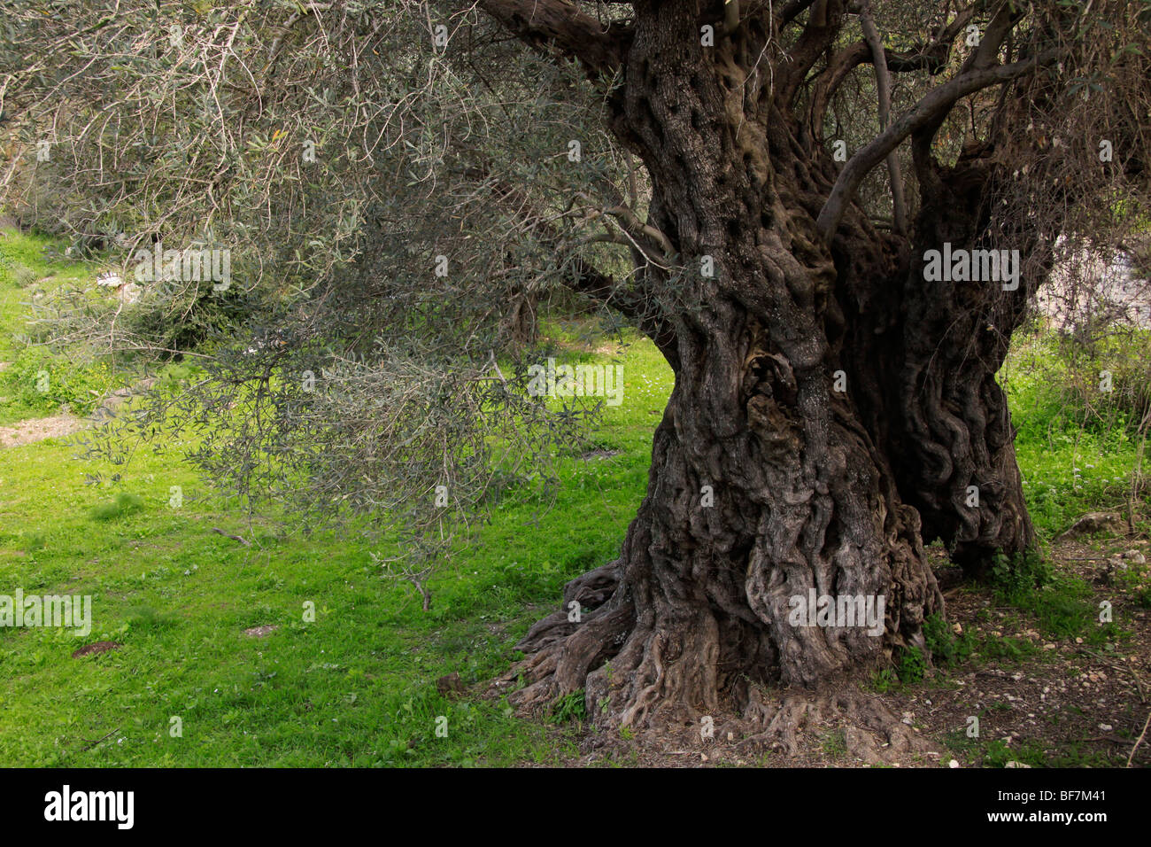 Israel, Shephelah, the ancient Olive tree in Beth Gemel Stock Photo - Alamy