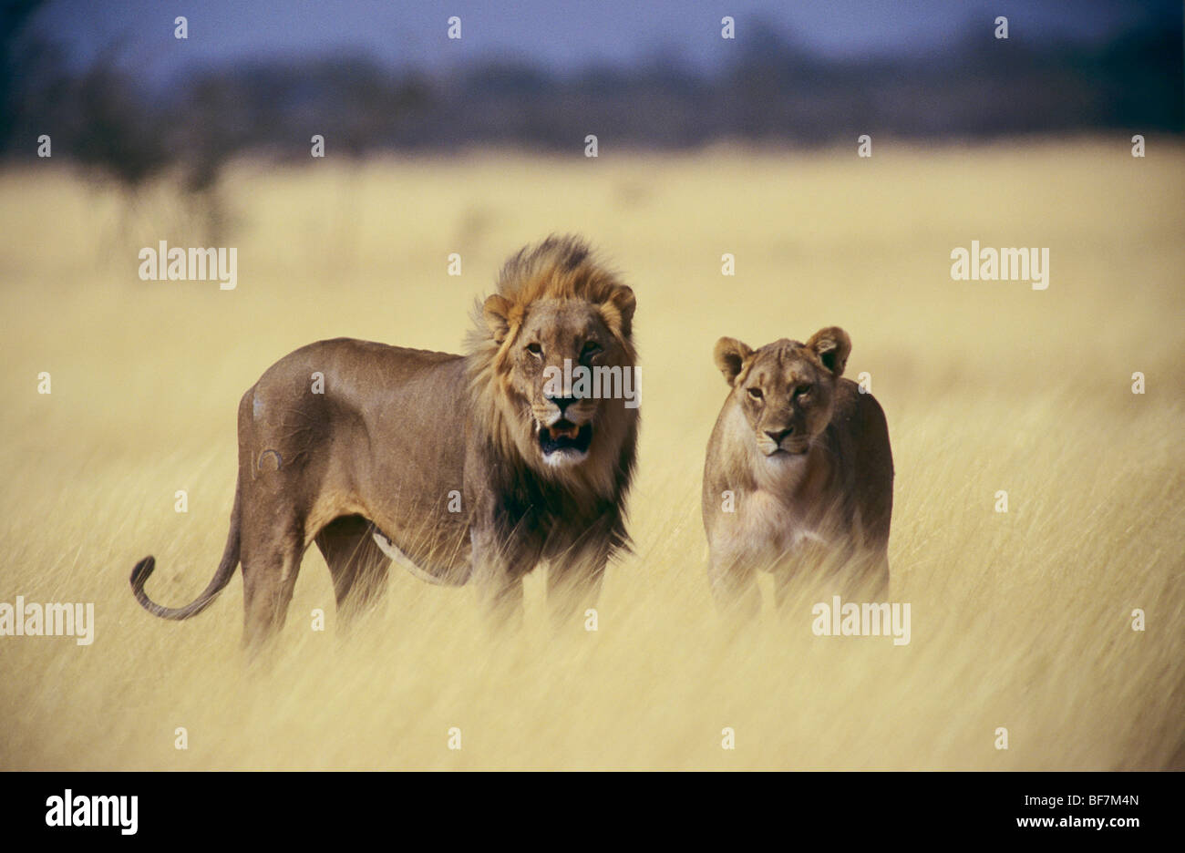African Lion (Panthera leo). Lioness and male lion standing in savannah ...