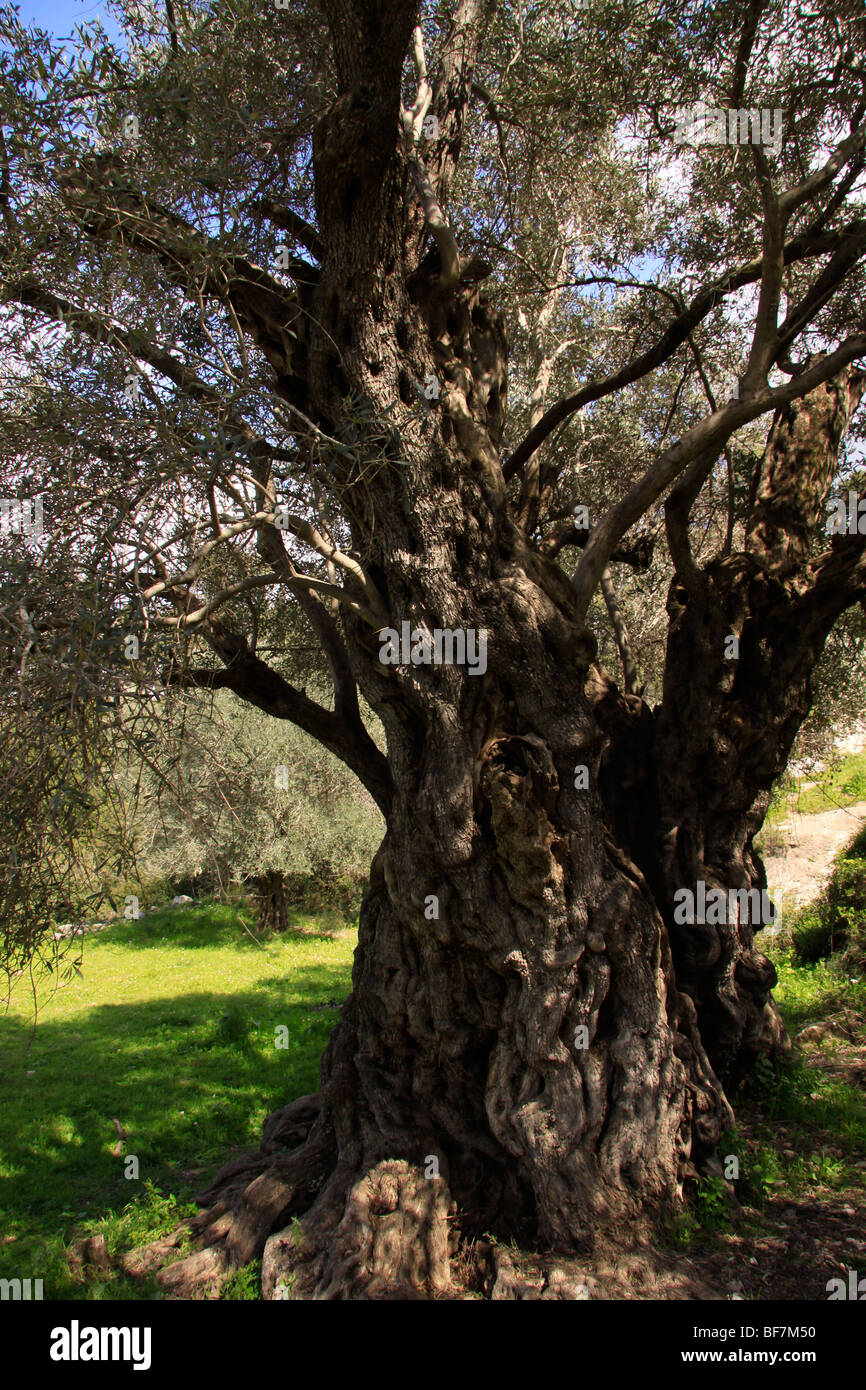 Israel, Shephelah, the ancient Olive tree in Beth Gemel Stock Photo - Alamy
