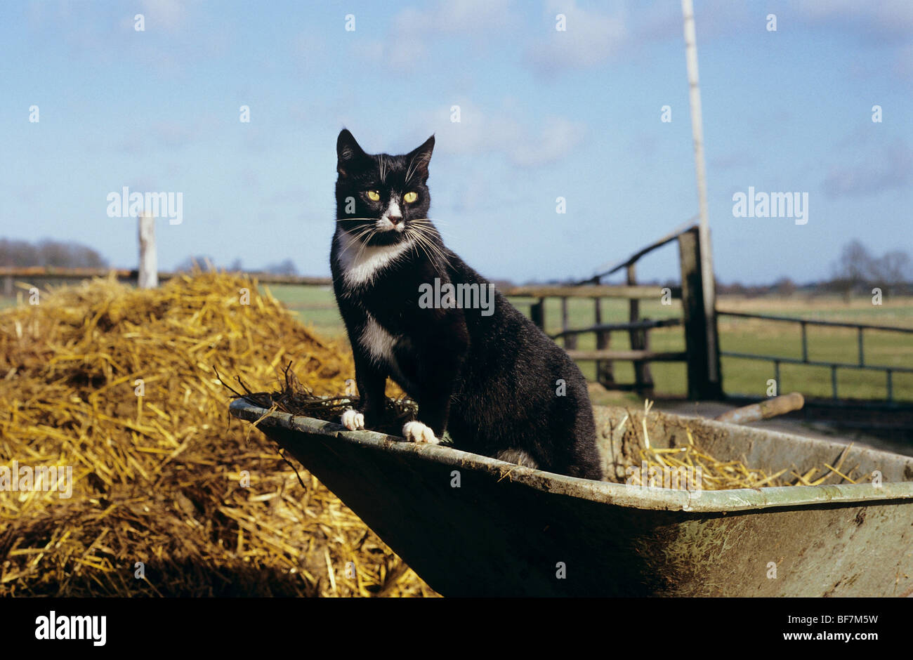 domestic cat in wheel barrow next to a dungheap Stock Photo - Alamy