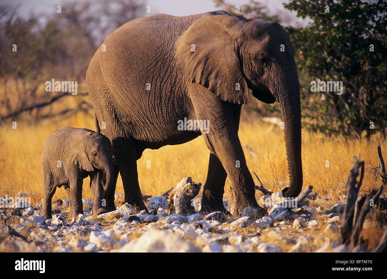 African elephant with cub / Loxodonta africana Stock Photo - Alamy