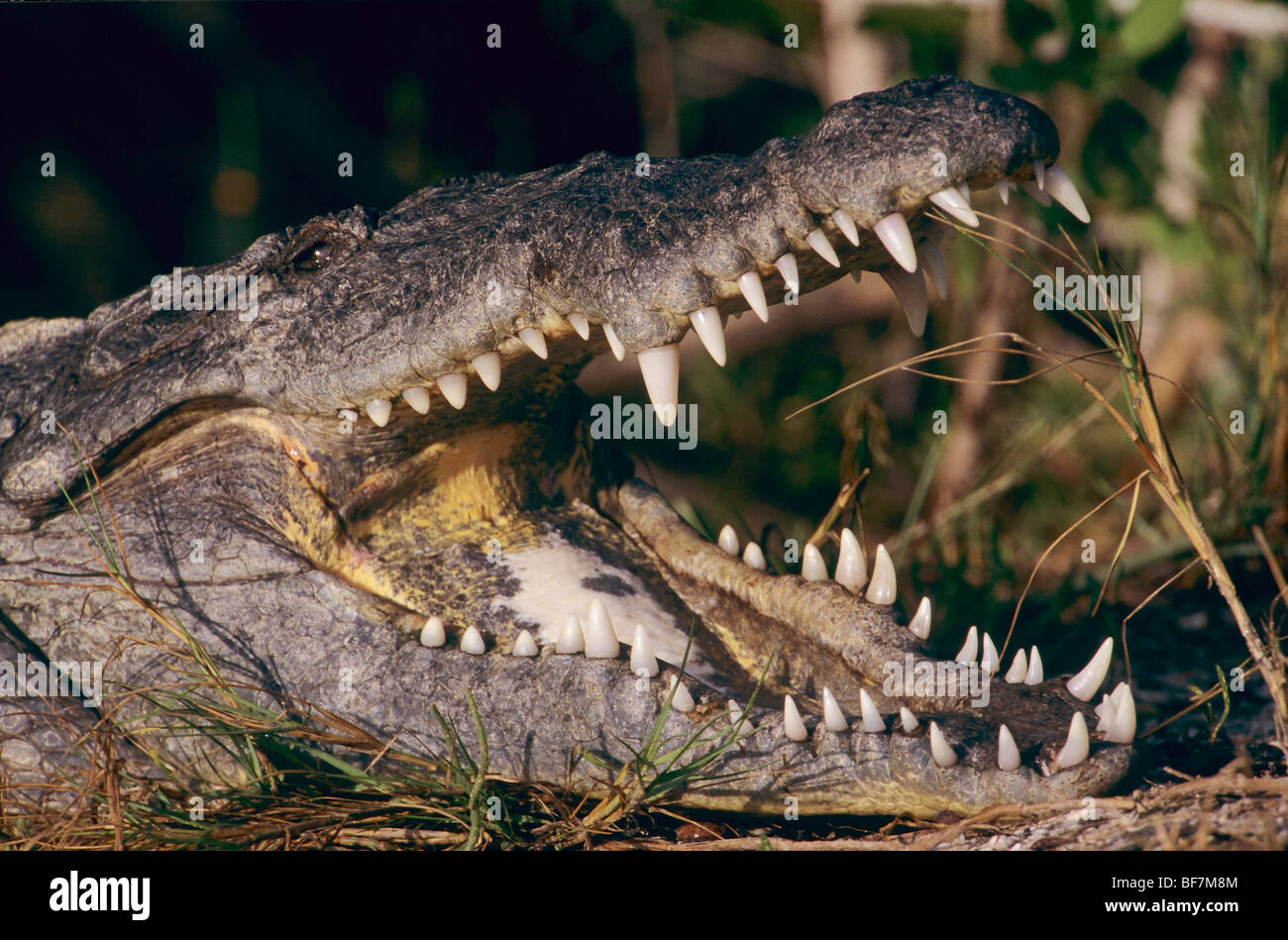 American crocodile - portrait / Crocodylus acutus Stock Photo - Alamy