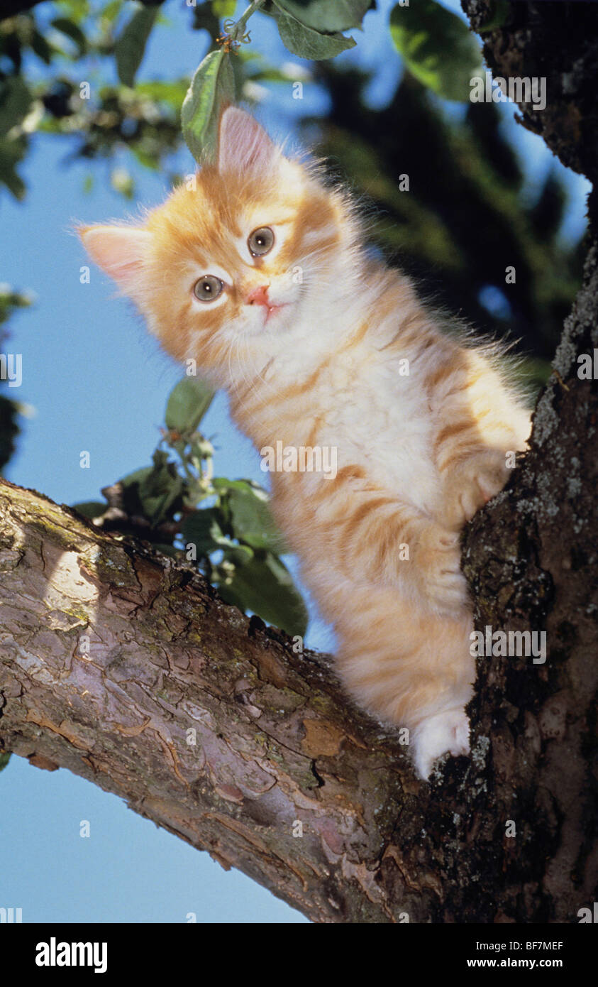 Angoras cat hi-res stock photography and images - Alamy