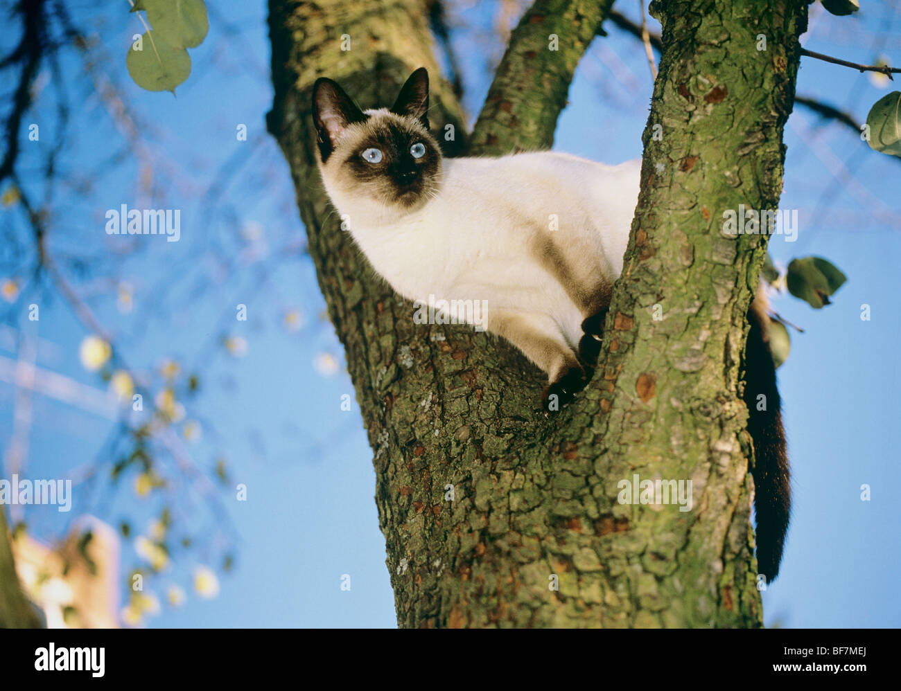 Siamese cat in the tree Stock Photo - Alamy