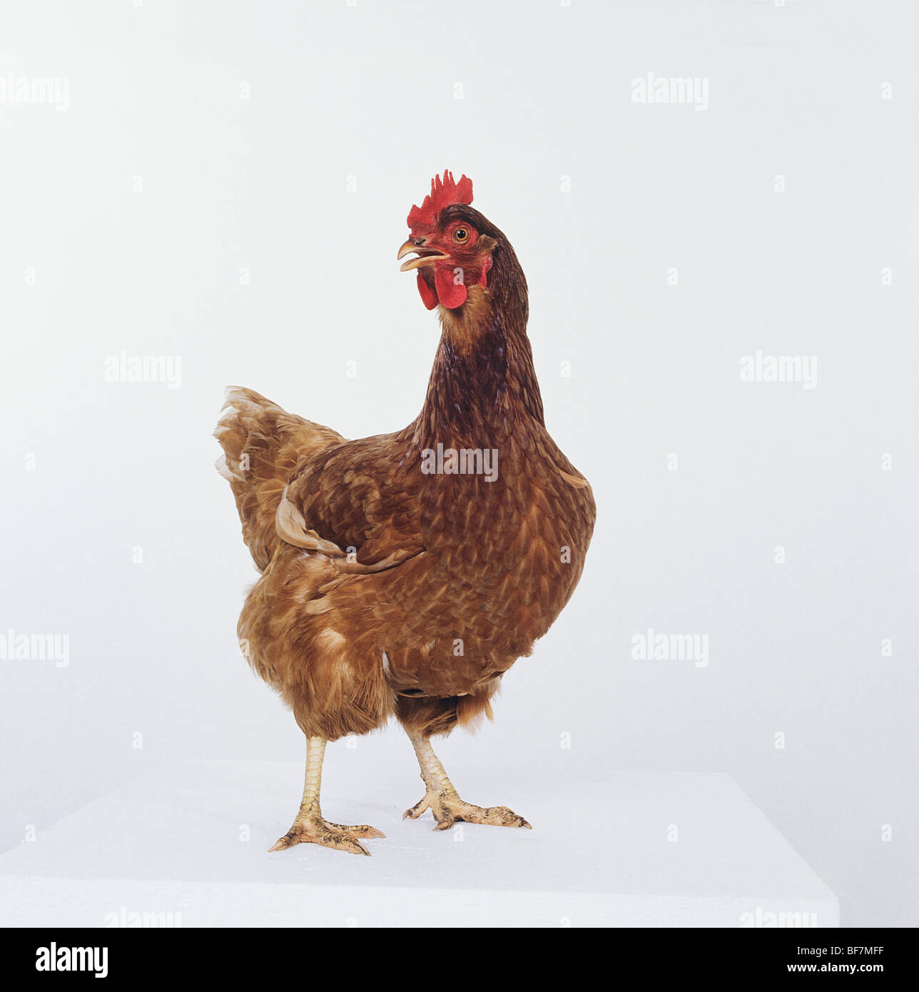 hen - standing - cut out Stock Photo - Alamy