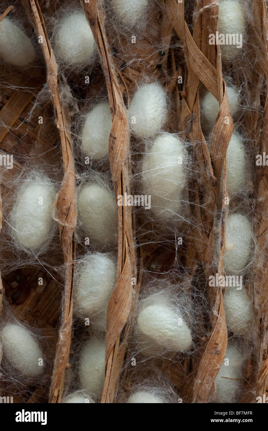 Silkworm cocoons in a traditional circular bamboo frame in the ...