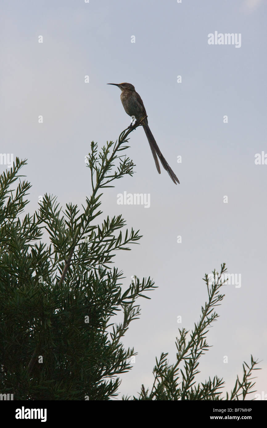 Cape sugarbird Promerops cafer South Africa Stock Photo - Alamy