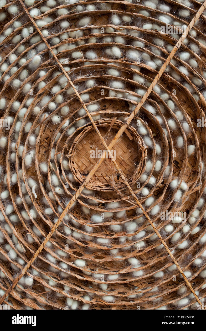 Silkworm cocoons in a traditional circular bamboo frame in the ...