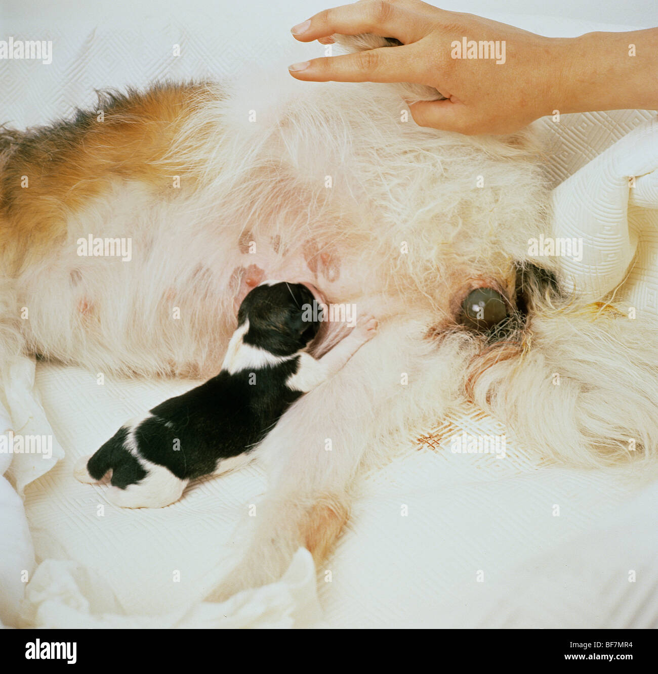 Can You Bathe A Dog In Labor
