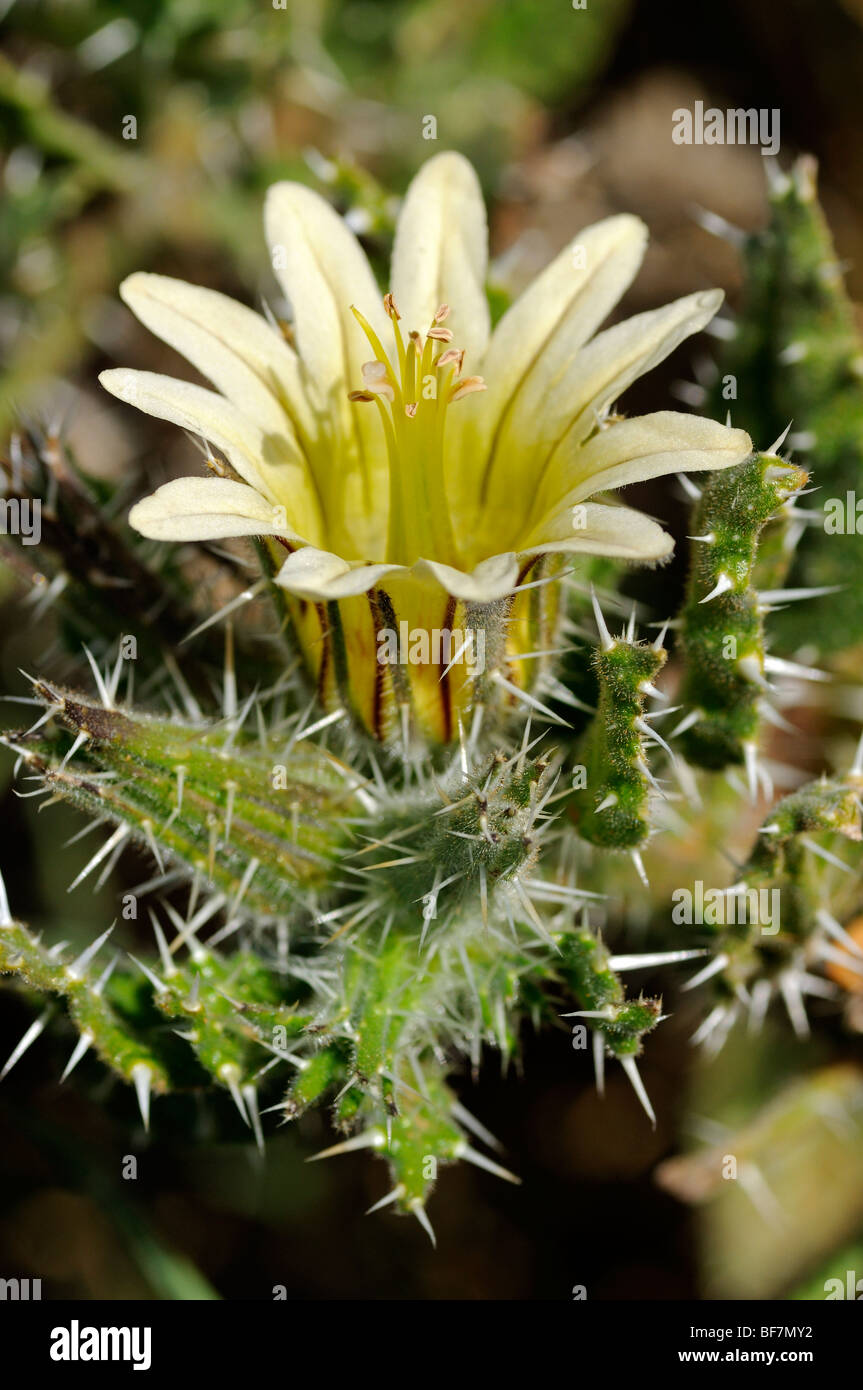 Flower of codon royenii, honey bush, Richtersveld, South Africa Stock ...