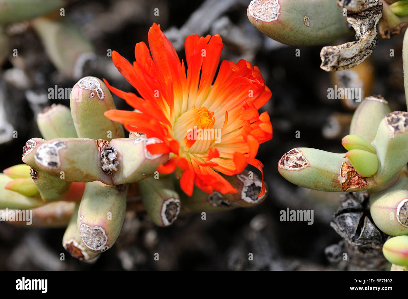 Malephora urpureo-crocea, Richtersveld, South Africa Stock Photo - Alamy
