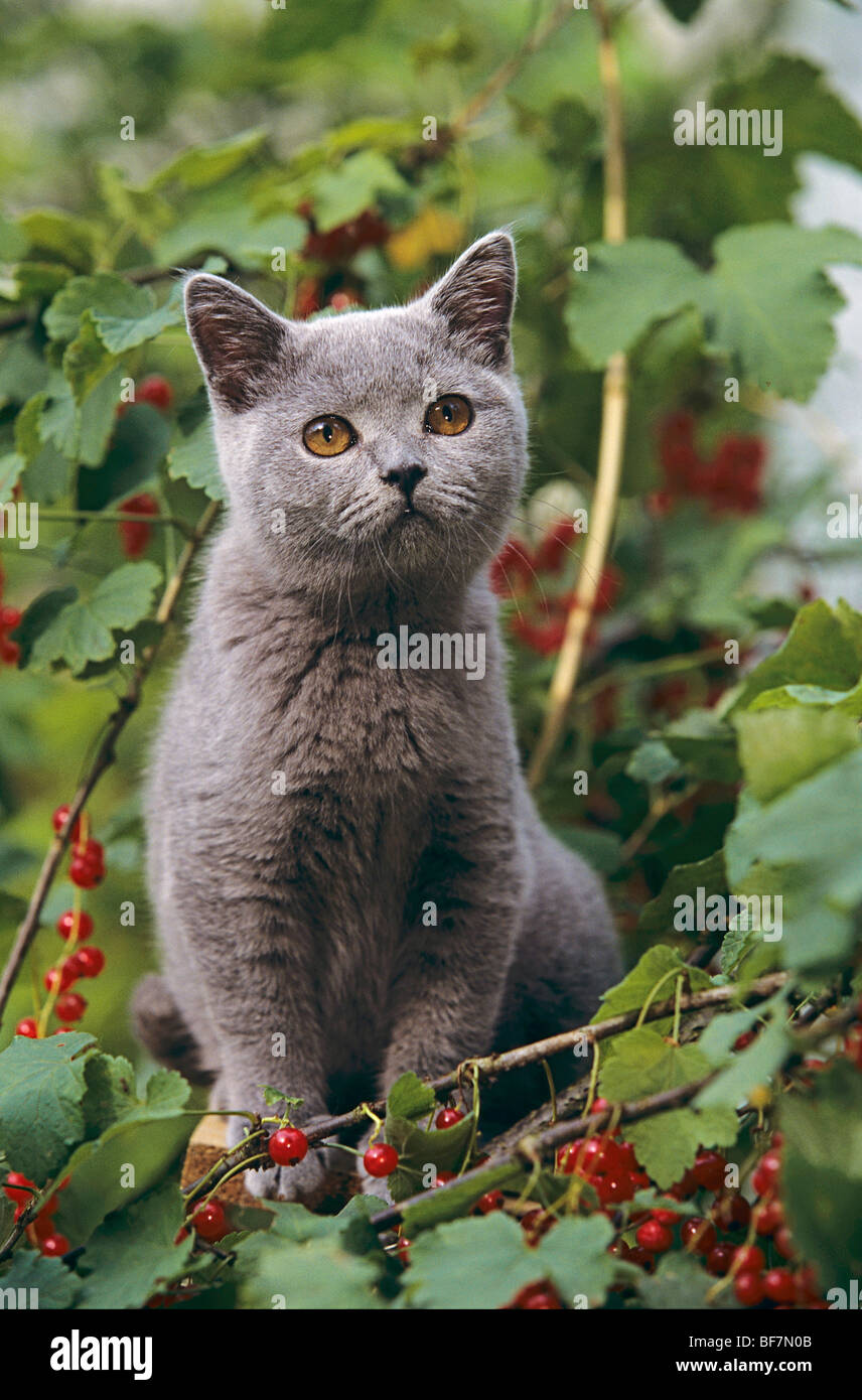 Carthusian cat. Kitten in Red Currant bush Stock Photo - Alamy