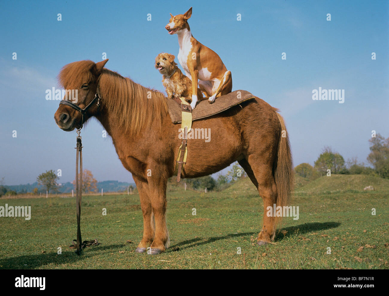 animal friendship: two dogs sitting on a pony Stock Photo - Alamy