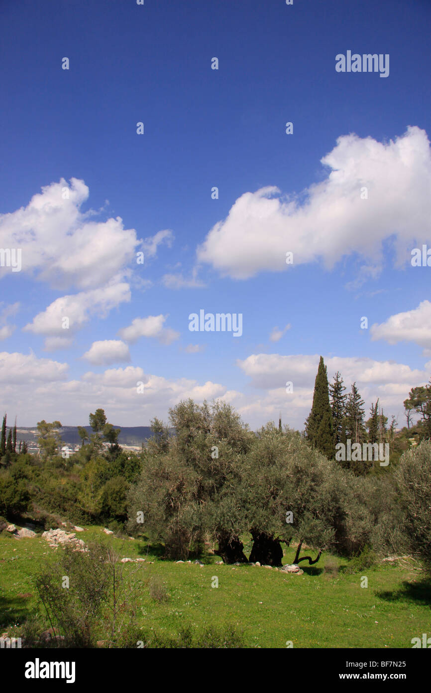 Israel, Shephelah, the ancient Olive tree in Beth Gemel Stock Photo - Alamy
