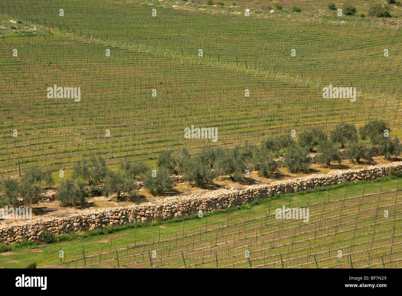 Israel, Shephelah, vineyards in Adulam Stock Photo - Alamy