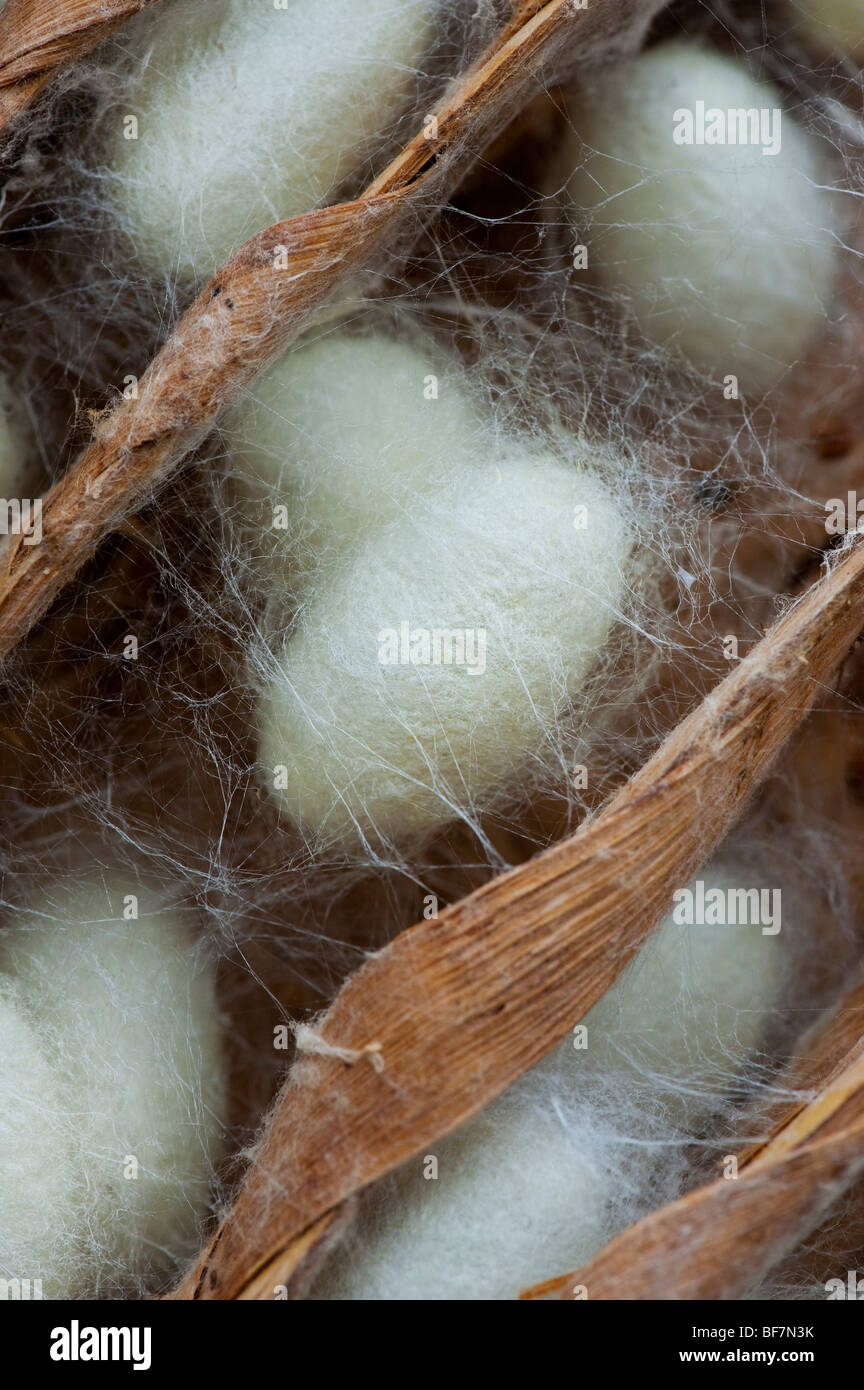 Silkworm cocoons in a traditional circular bamboo frame in the ...