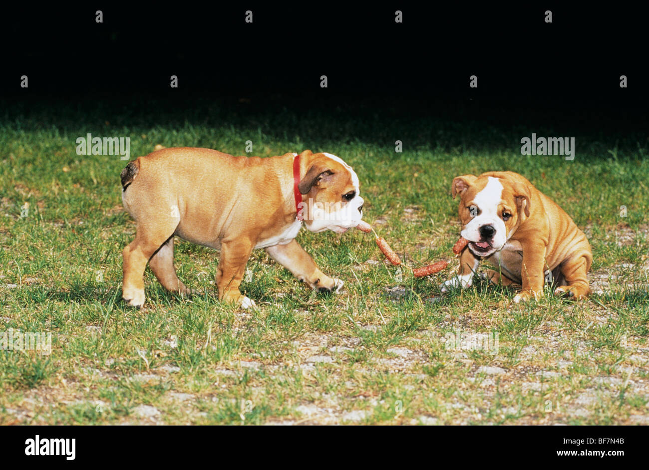 two English Bulldog puppies pulling at sausages Stock Photo - Alamy