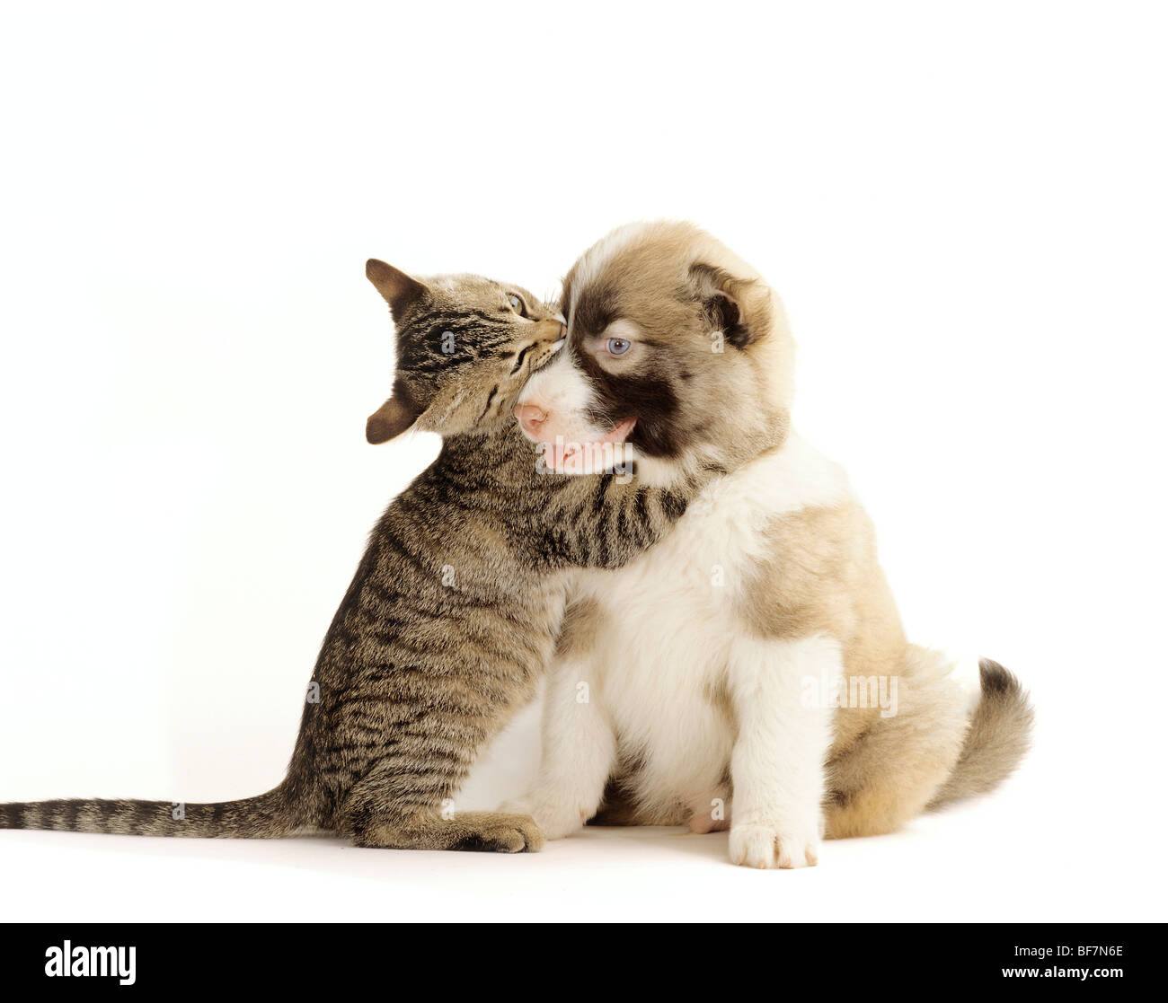 Cat hug cutout hi-res stock photography and images - Alamy