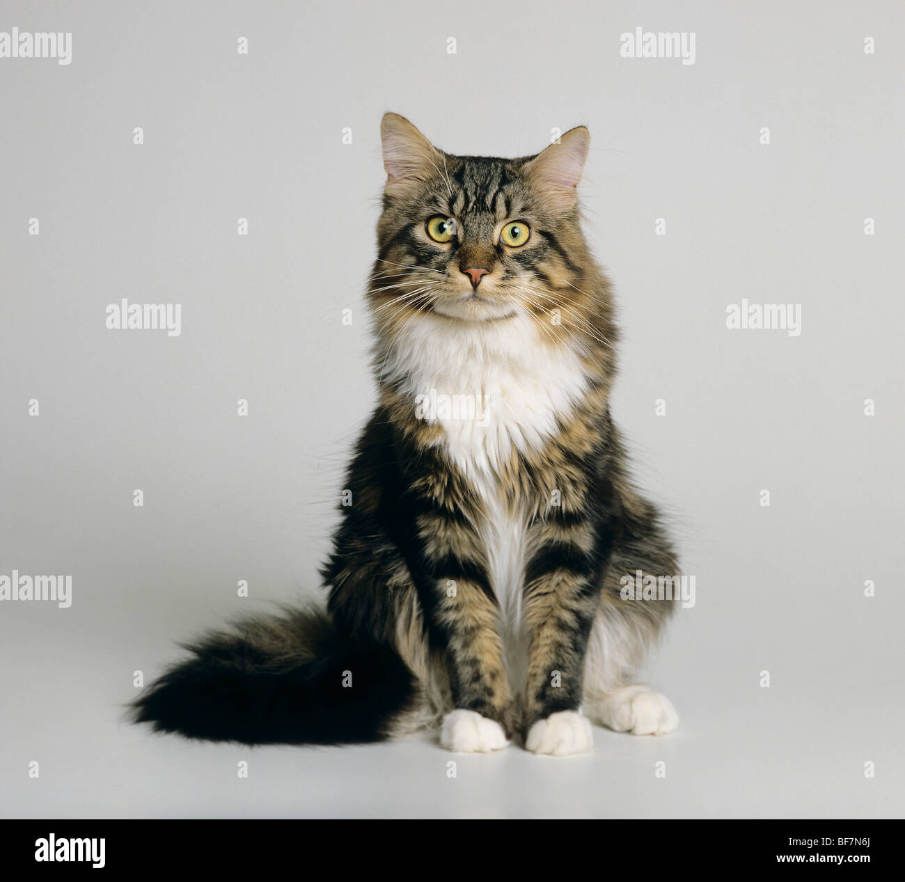 tabby domestic cat - sitting - cut out Stock Photo - Alamy