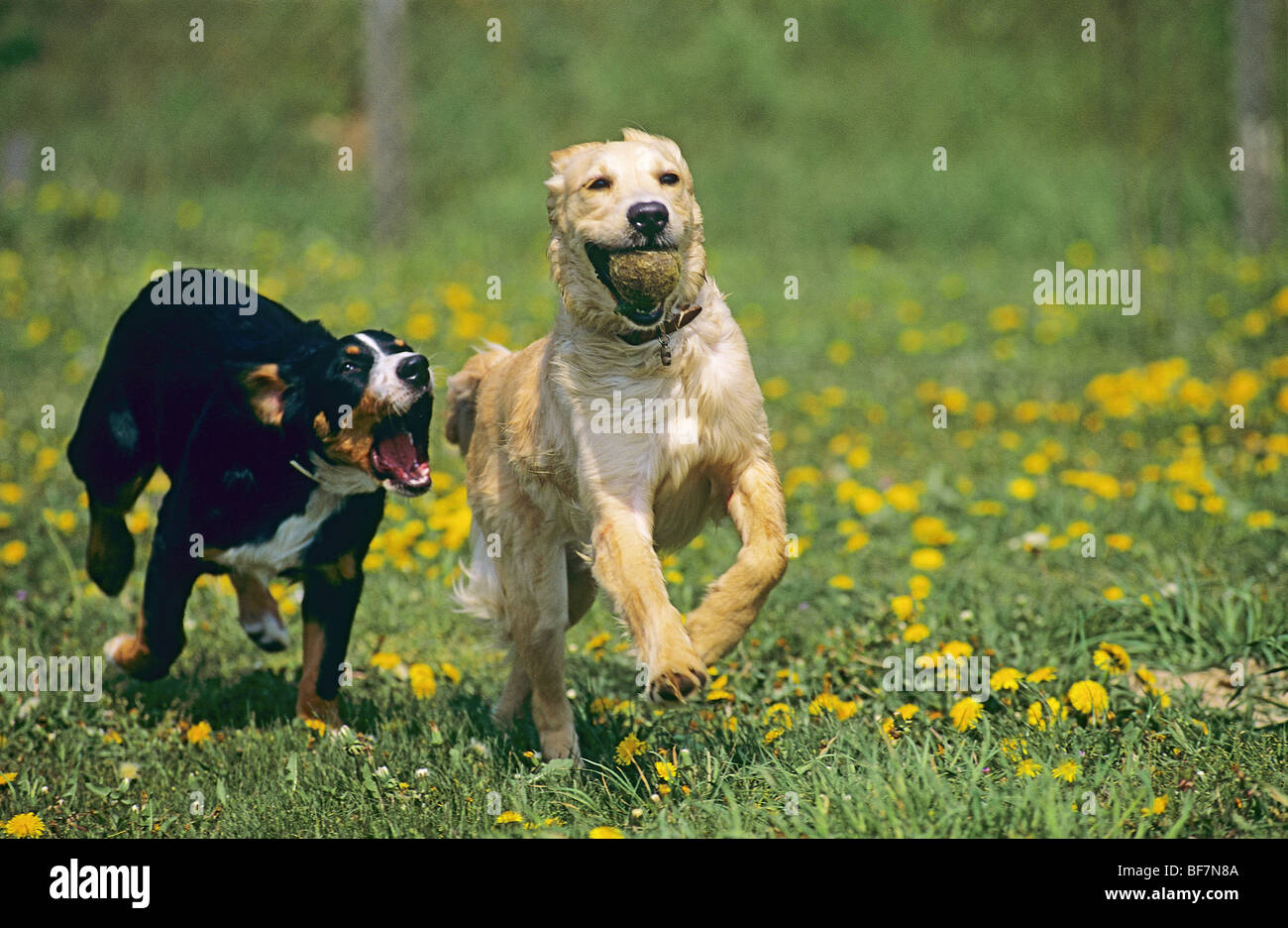 two dogs with ball - running on meadow Stock Photo - Alamy