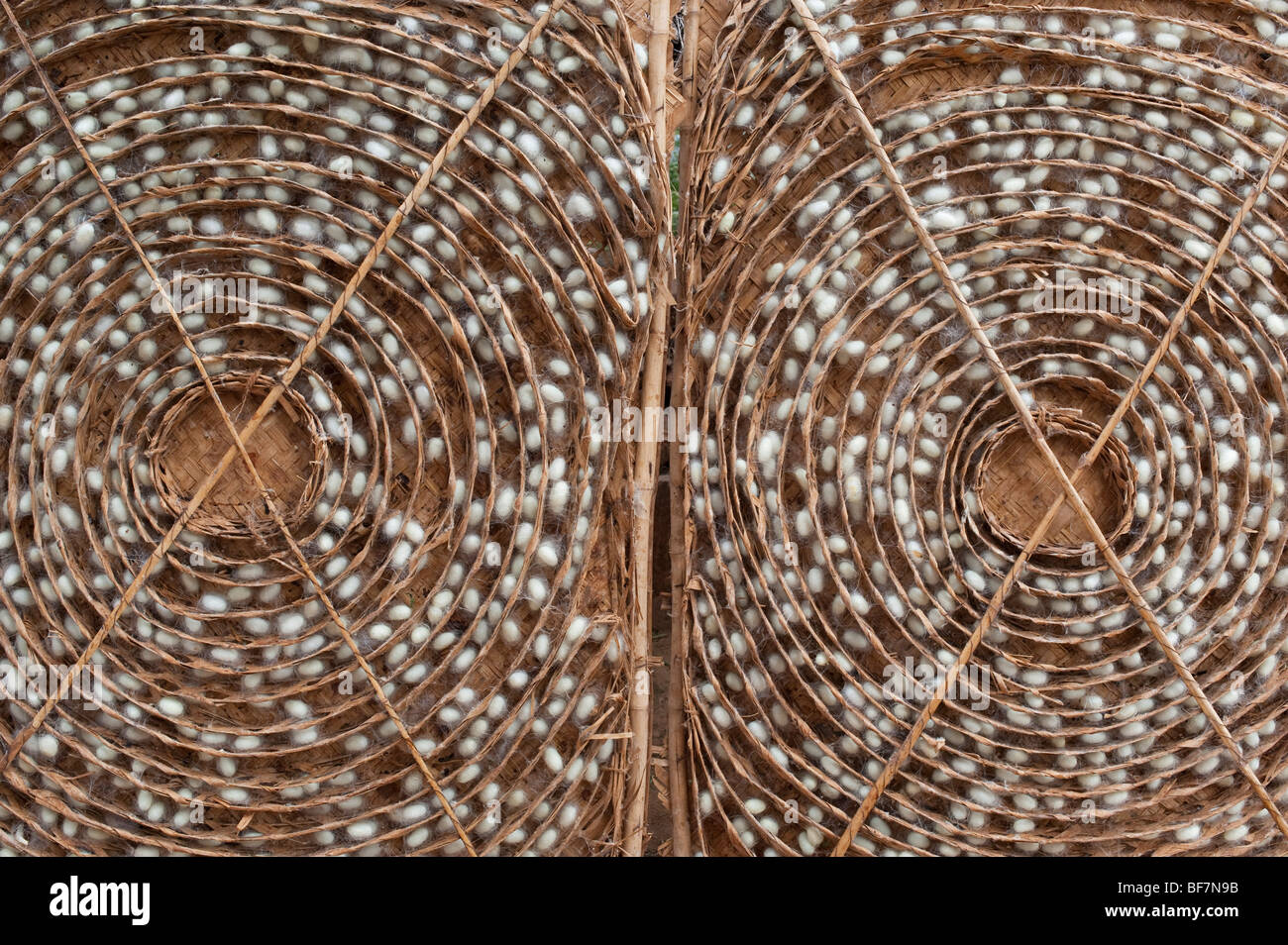 Silkworm cocoons in a traditional circular bamboo frame in the ...