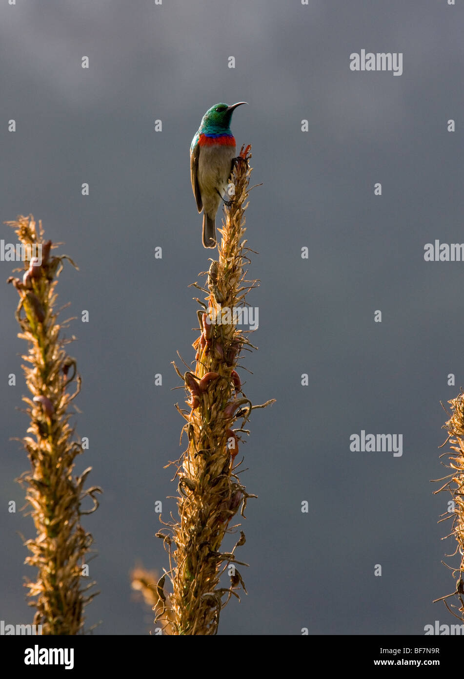 Lesser double-collared sunbird = southern double-collared sunbird ...