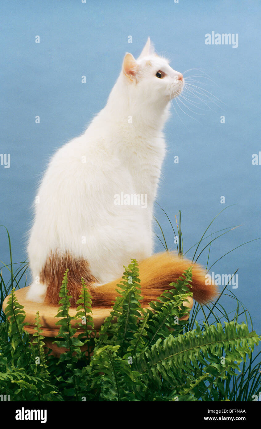 Turkish Van. Adult cat sitting. Studio picture against a light blue ...