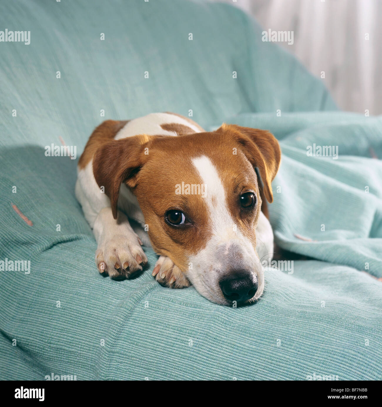 Dog scared blanket hi-res stock photography and images - Alamy
