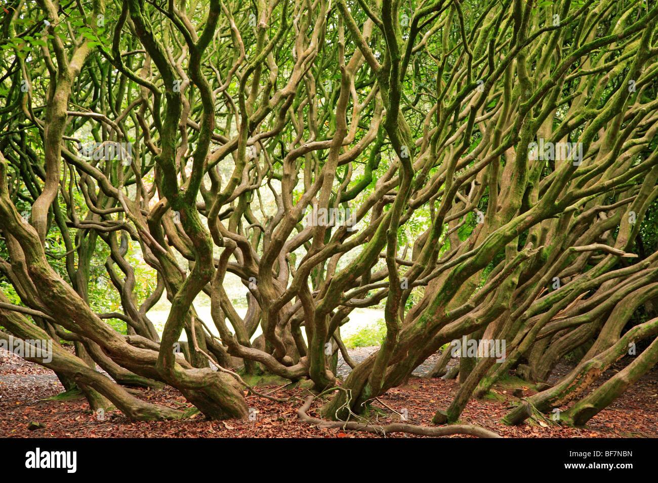 Twisted branches hi-res stock photography and images - Alamy