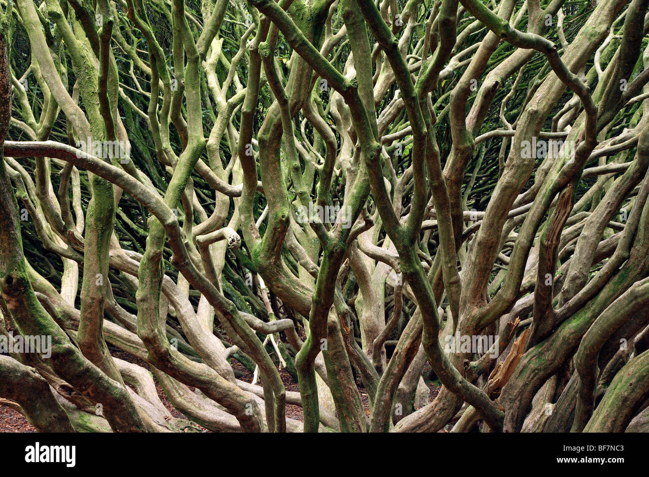 Twisted branches hi-res stock photography and images - Alamy
