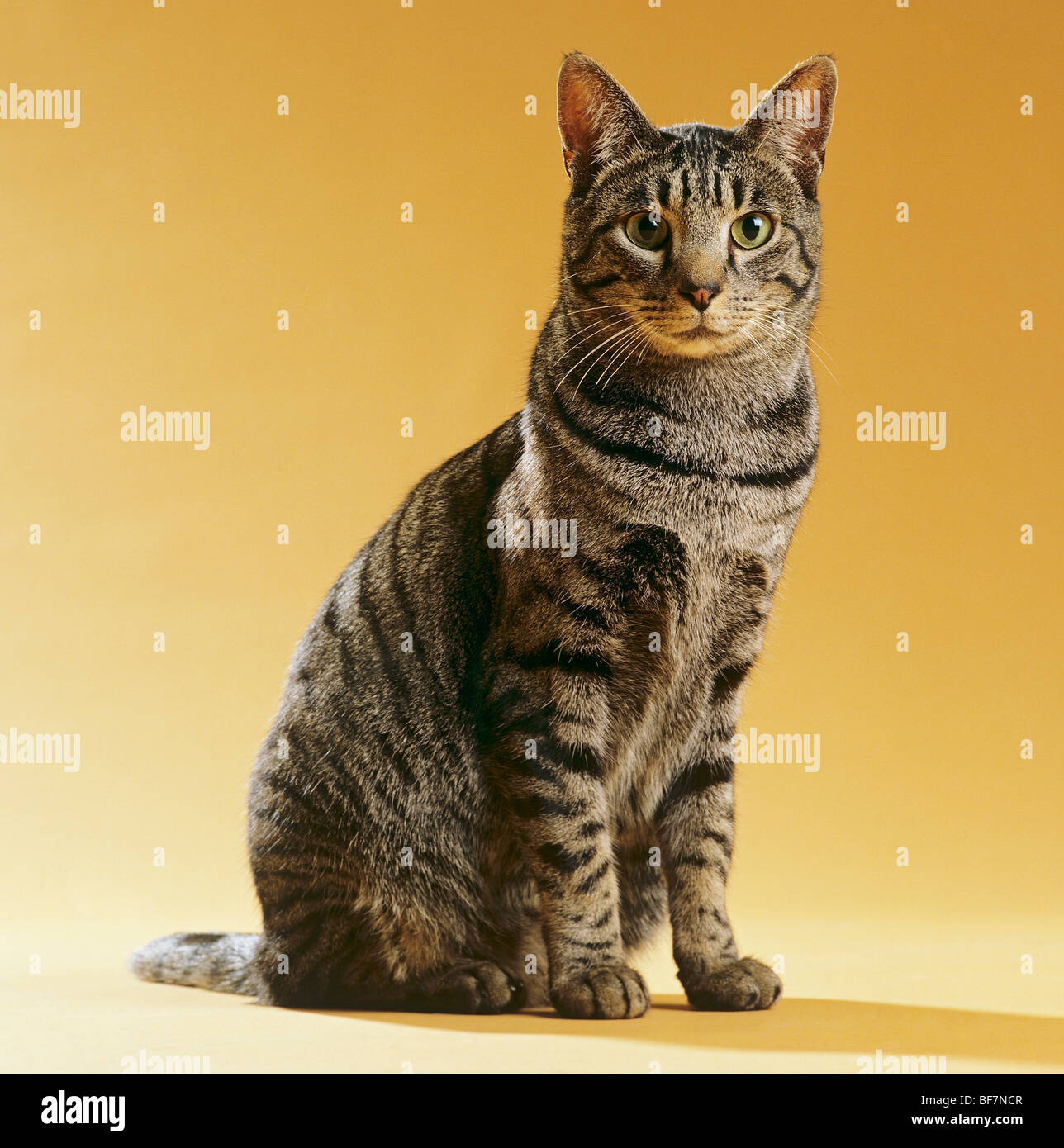 tabby domestic cat - sitting - cut out Stock Photo - Alamy