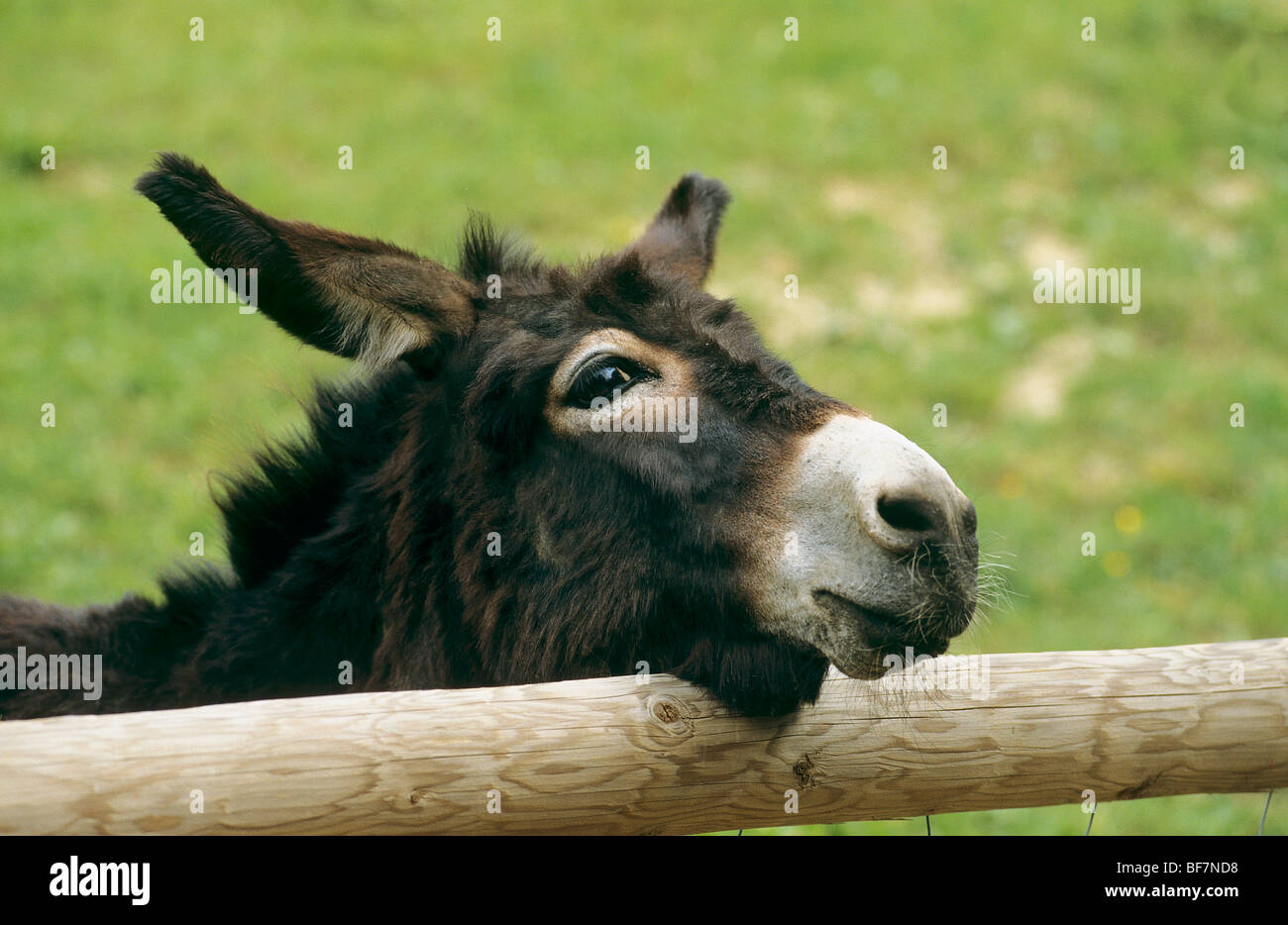 Donkey looking over a fence hi-res stock photography and images - Alamy