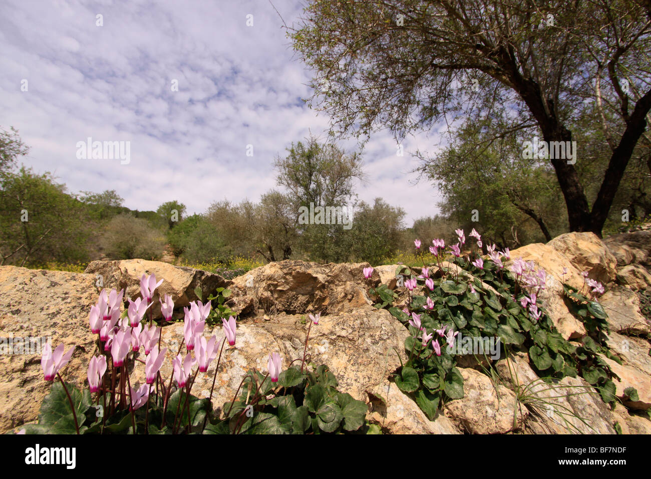 Sataf hi-res stock photography and images - Alamy