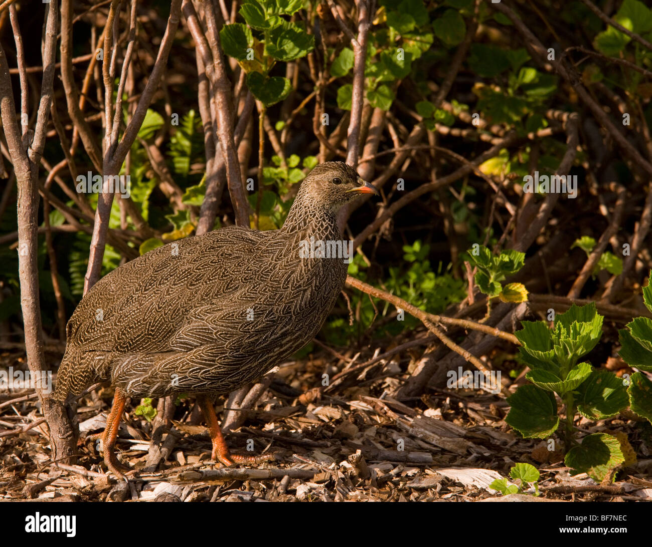 Cape francolin/ cape Spurfowl Pternistes capensis, in fynbos South ...