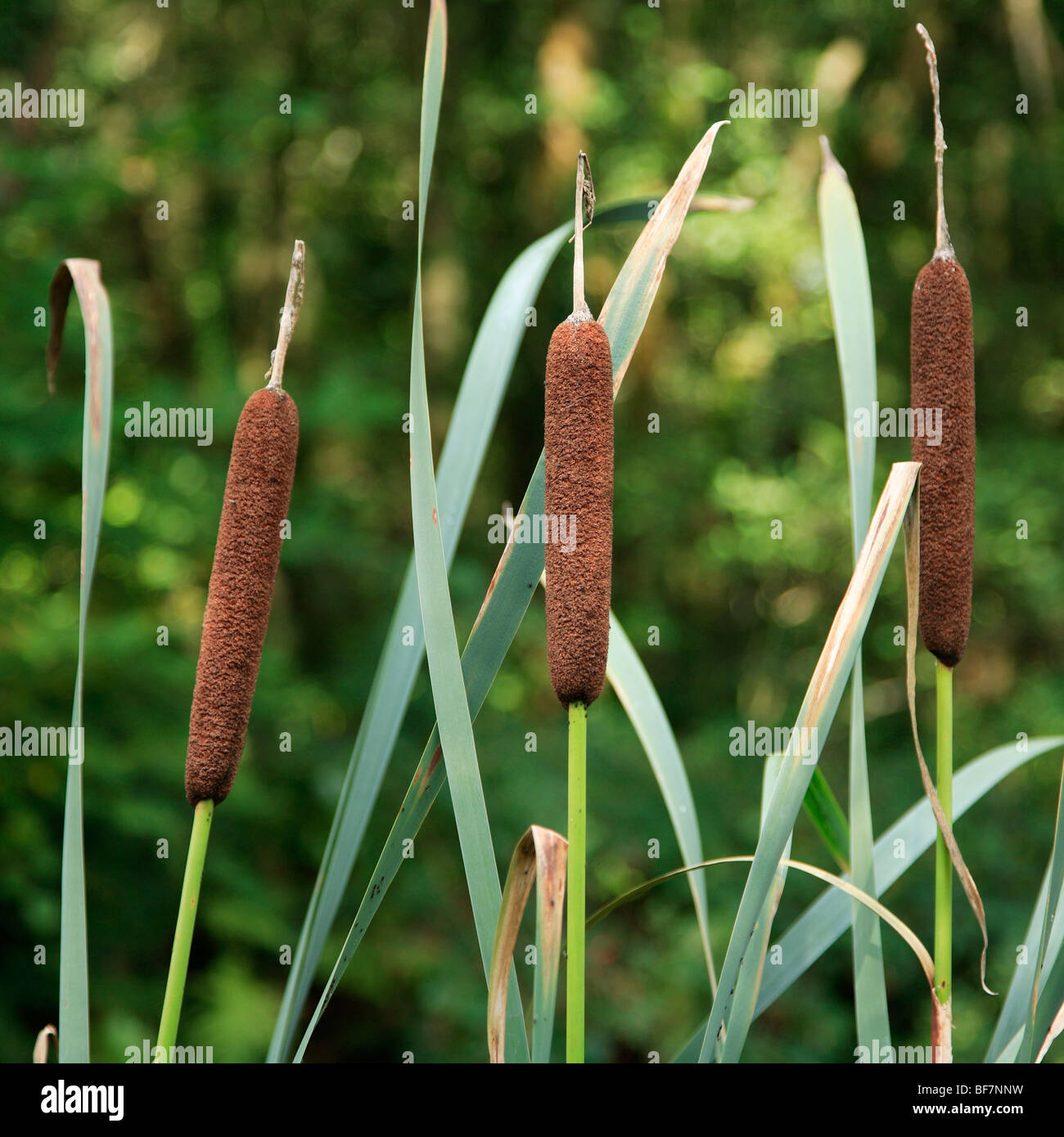 Bullrushes uk hi-res stock photography and images - Alamy
