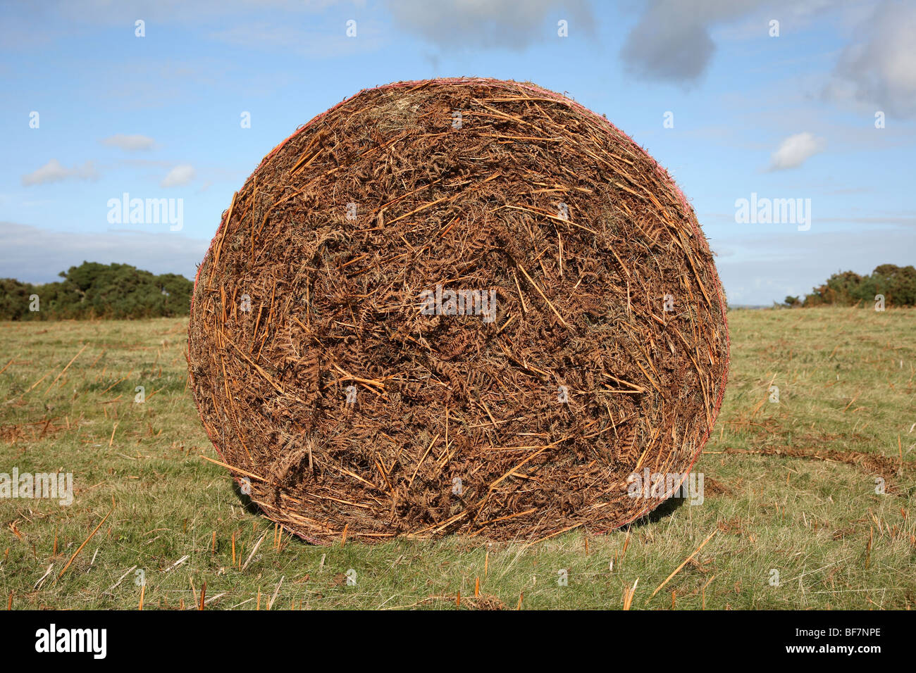 Bracken bale hi-res stock photography and images - Alamy