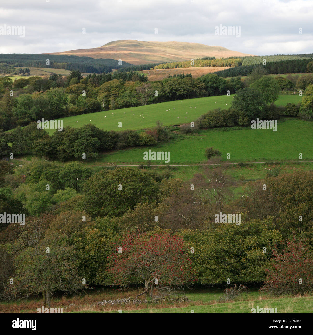 Fan Nedd, Brecon Beacons, Wales, UK Stock Photo - Alamy