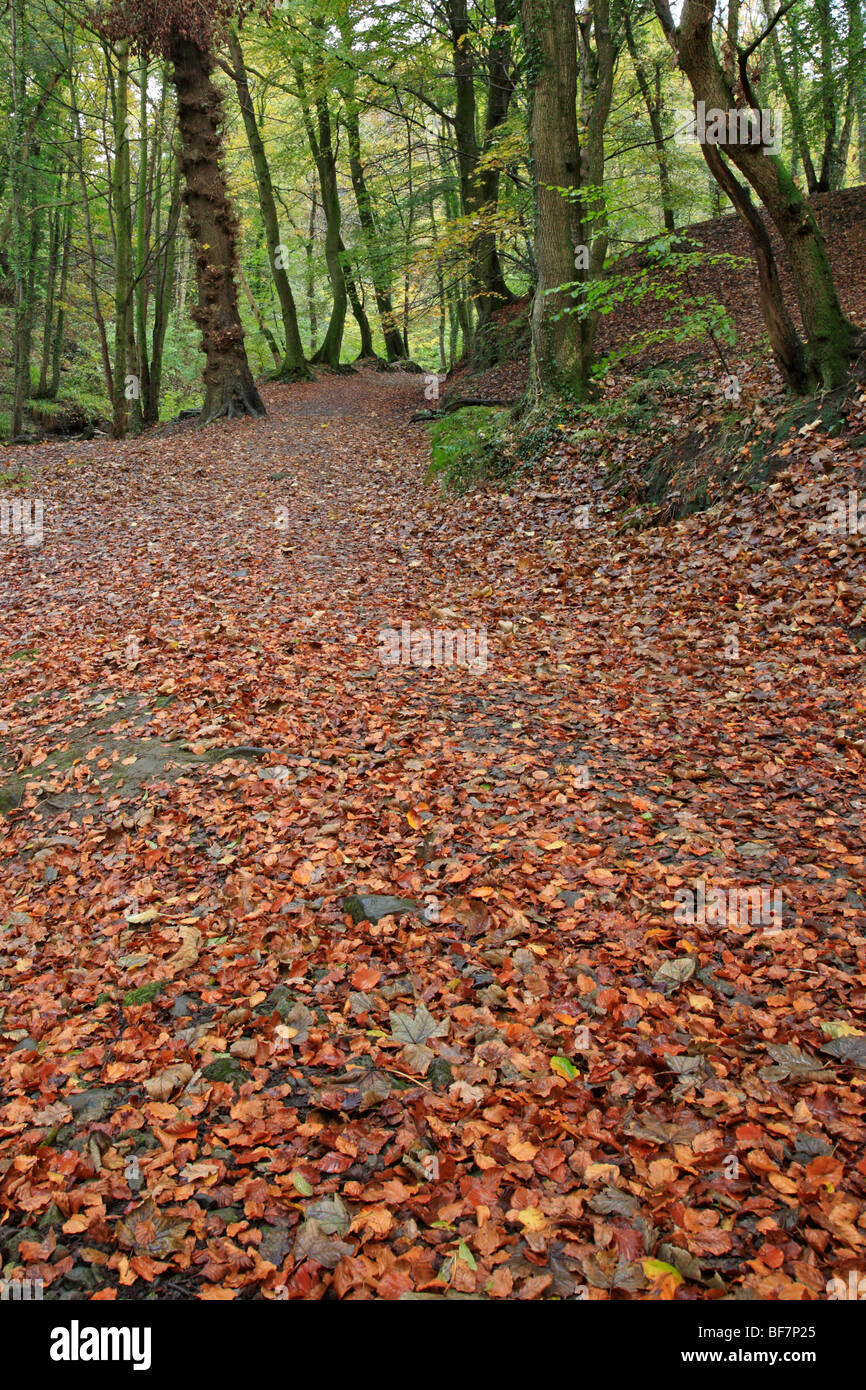 Gnoll Country Park, Neath, Wales, UK Stock Photo - Alamy
