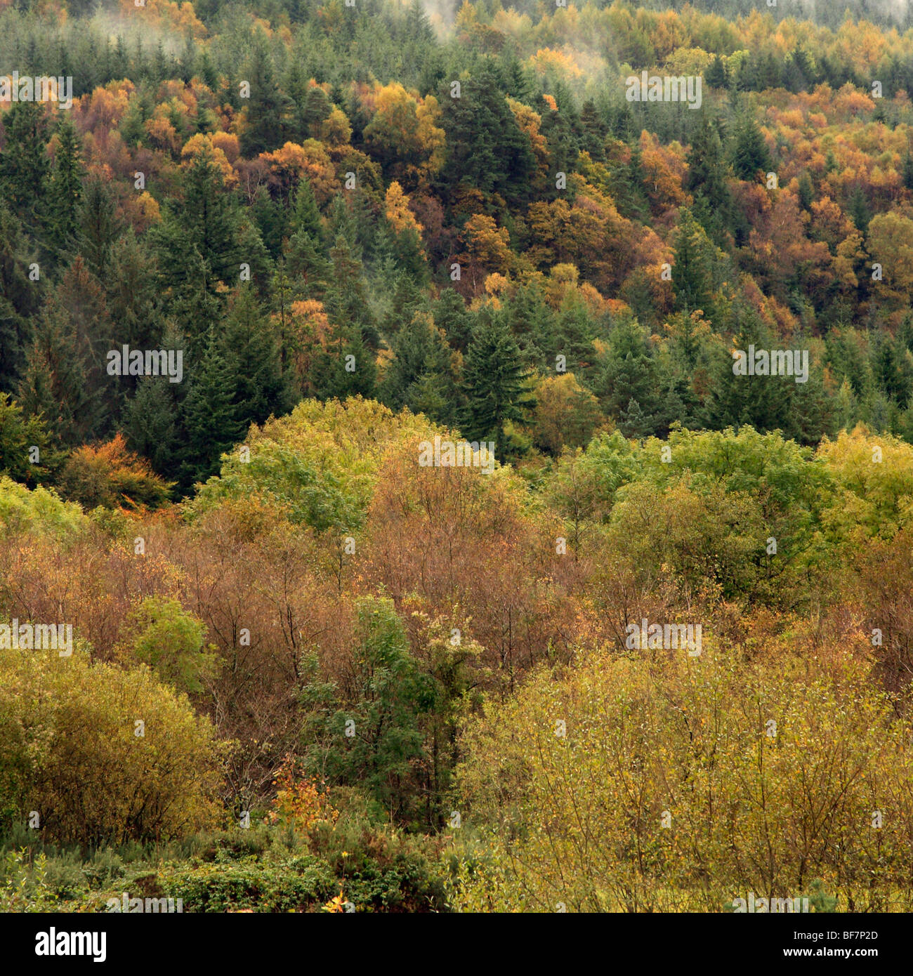 Uk and forestry hi-res stock photography and images - Alamy